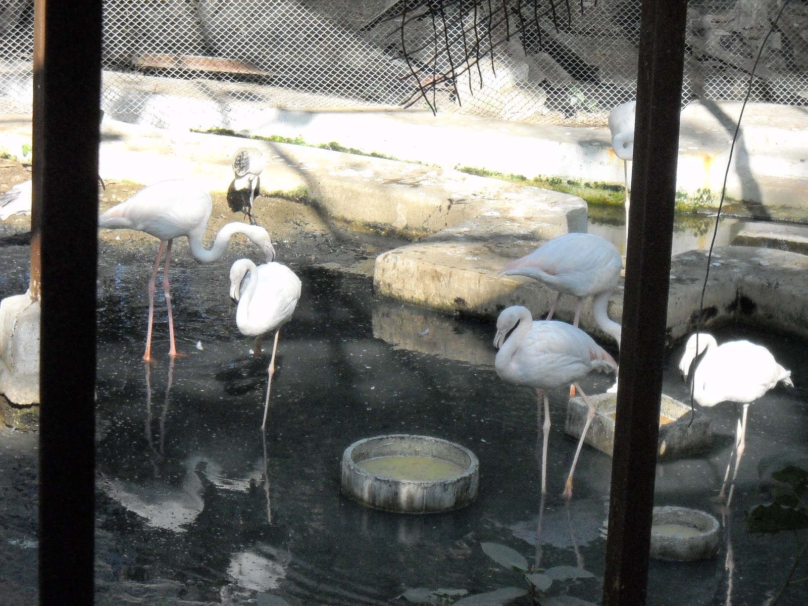 Kamla nehru zoo kankaria zoo ahmedabad - Green Ahmedabad: