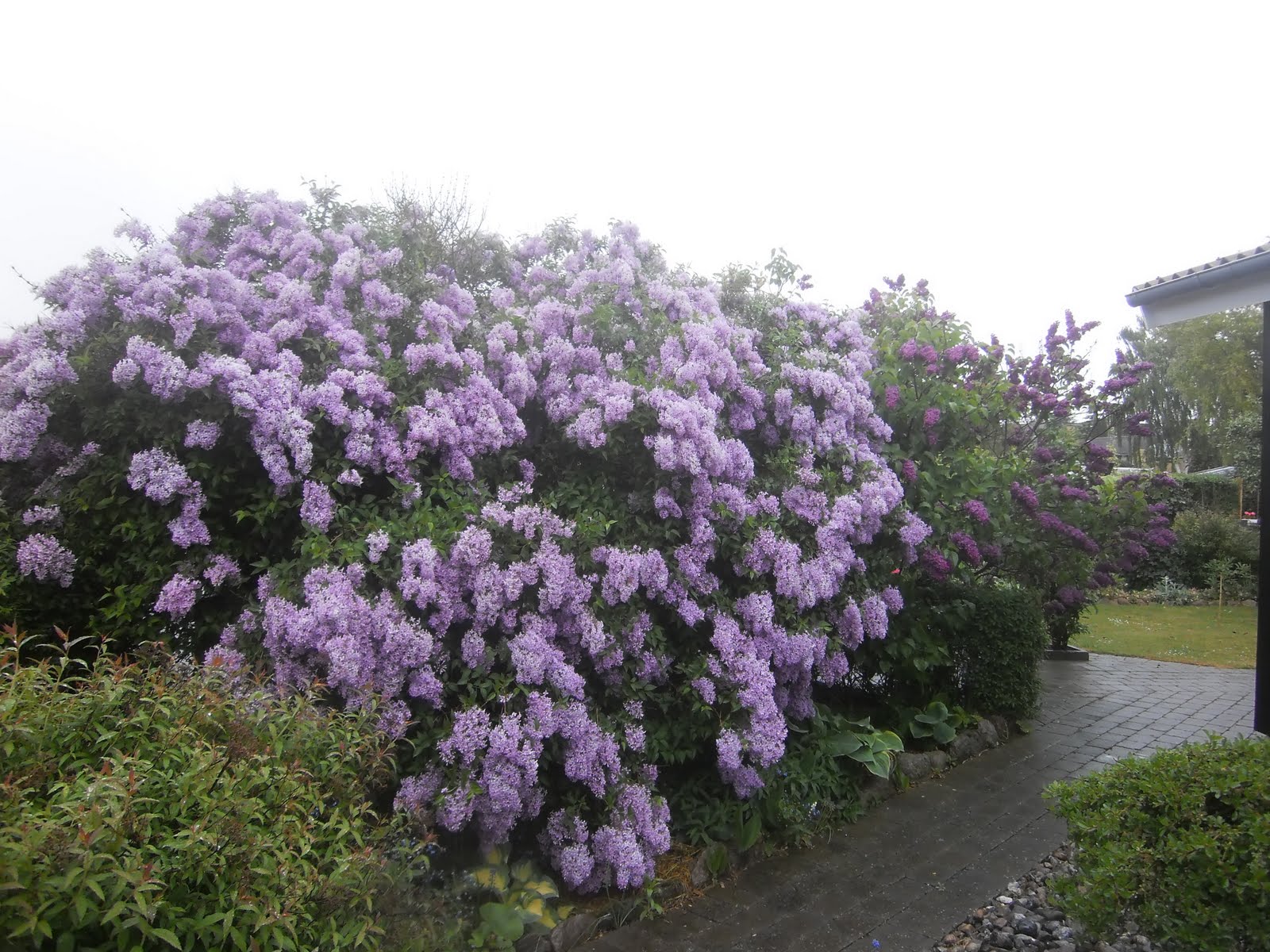 Patchwork-blomsten: Endnu en pause :o(