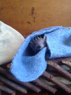 Tenrec Housing and Handling