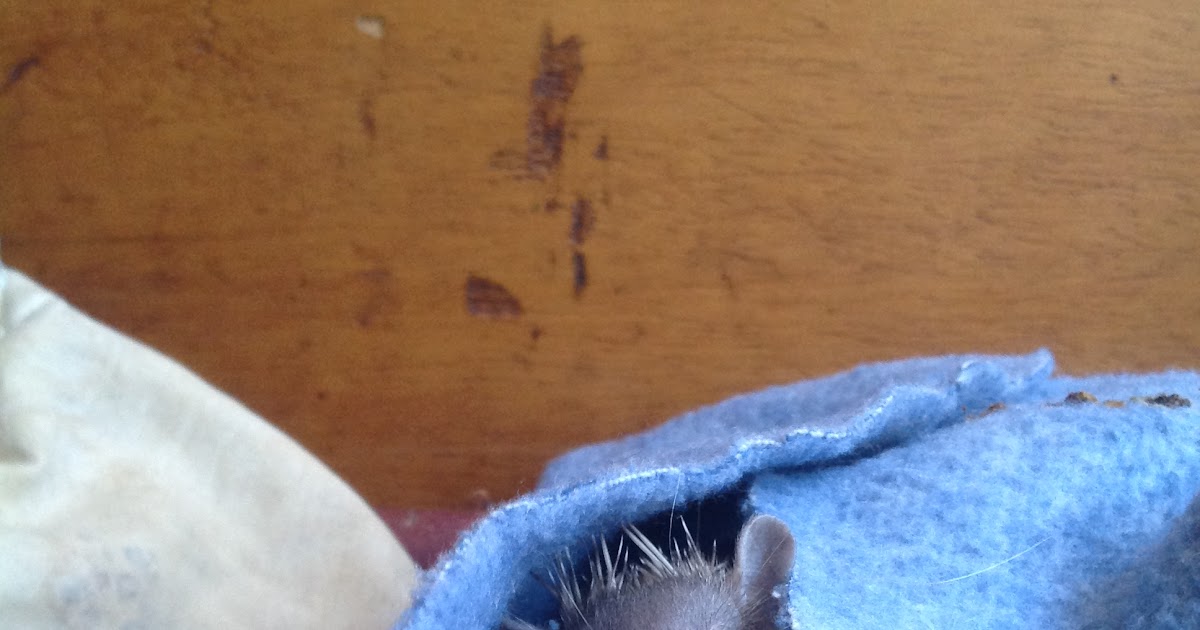 Tenrec Housing and Handling