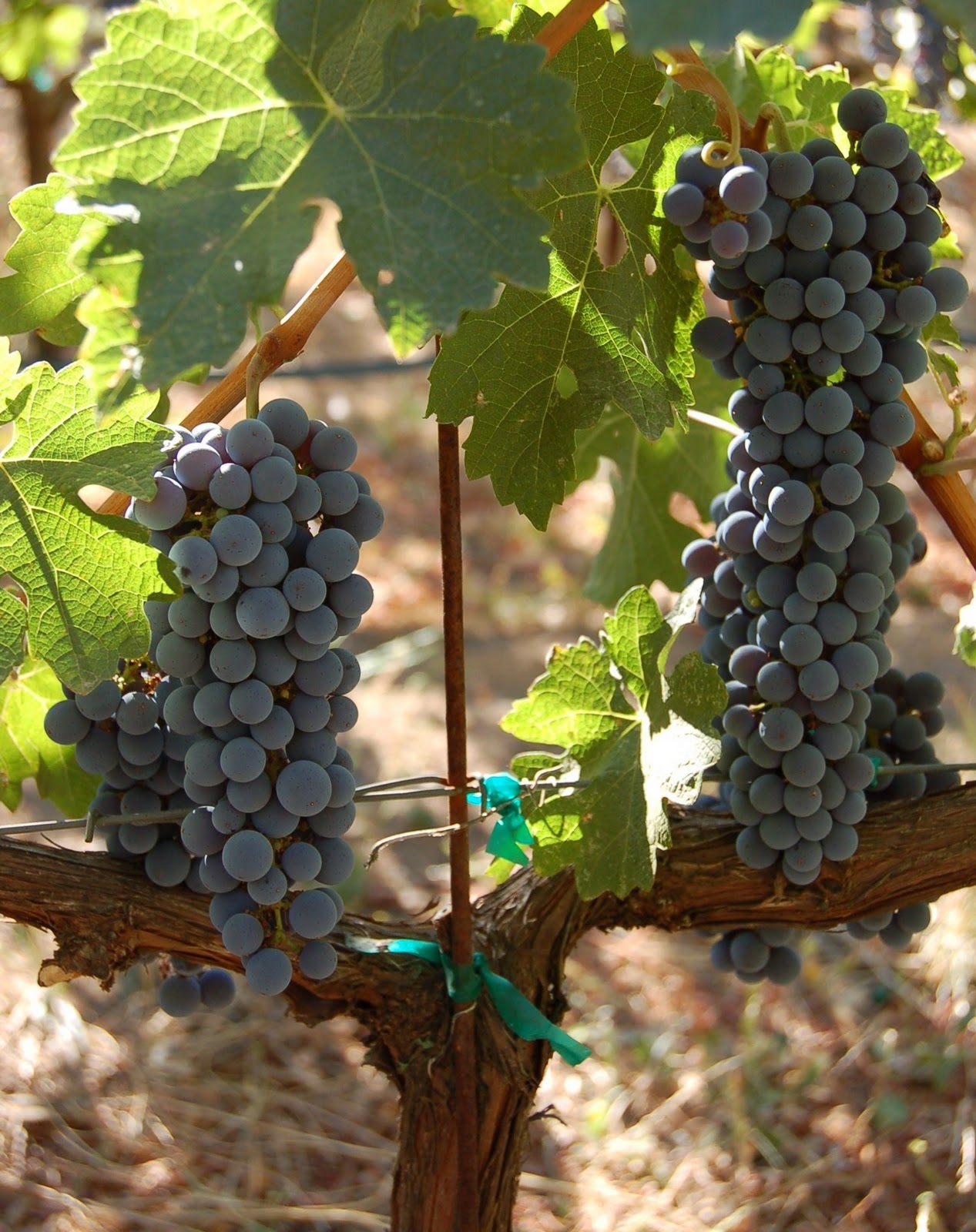 GLEASON FAMILY WINES