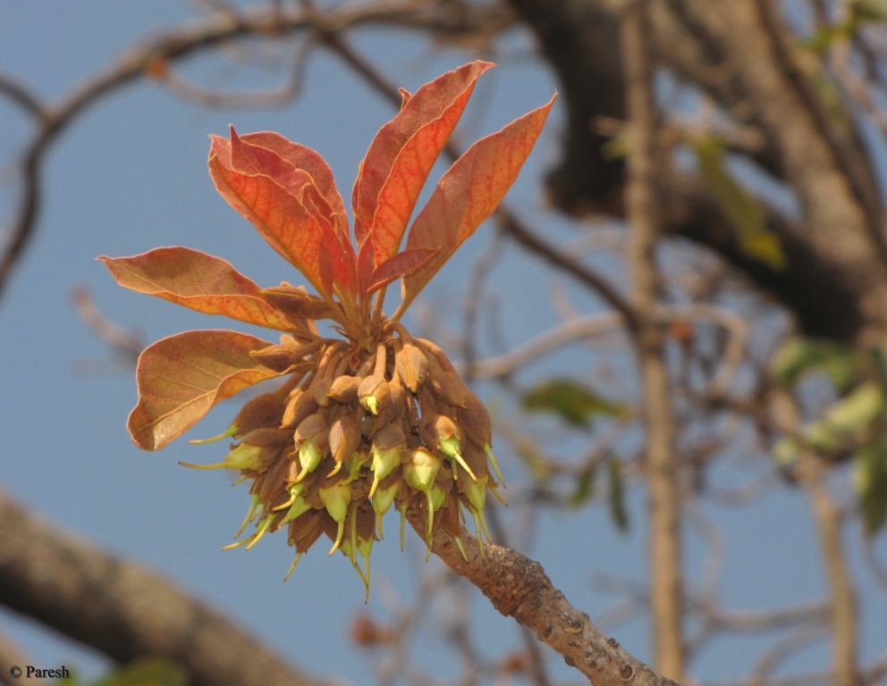 Gifting Trees...: Madhuca..The Honey Tree