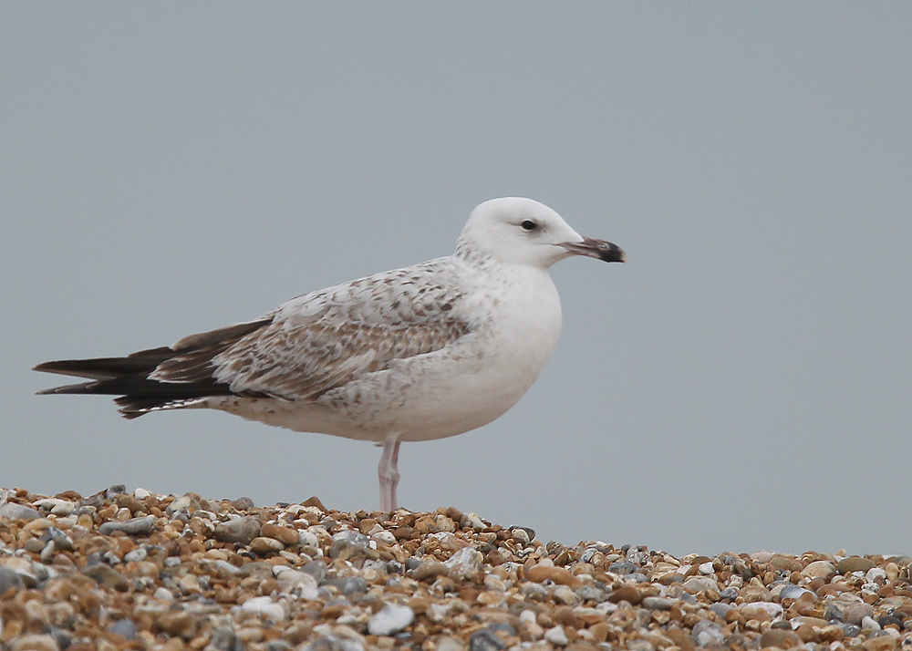 Richard Smith - Birdwatching Days Out: 2x Caspian Gull, 1st winter ...