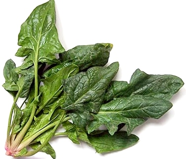 DE JESUS GÓMEZ: FOTOS DE ESPINACAS