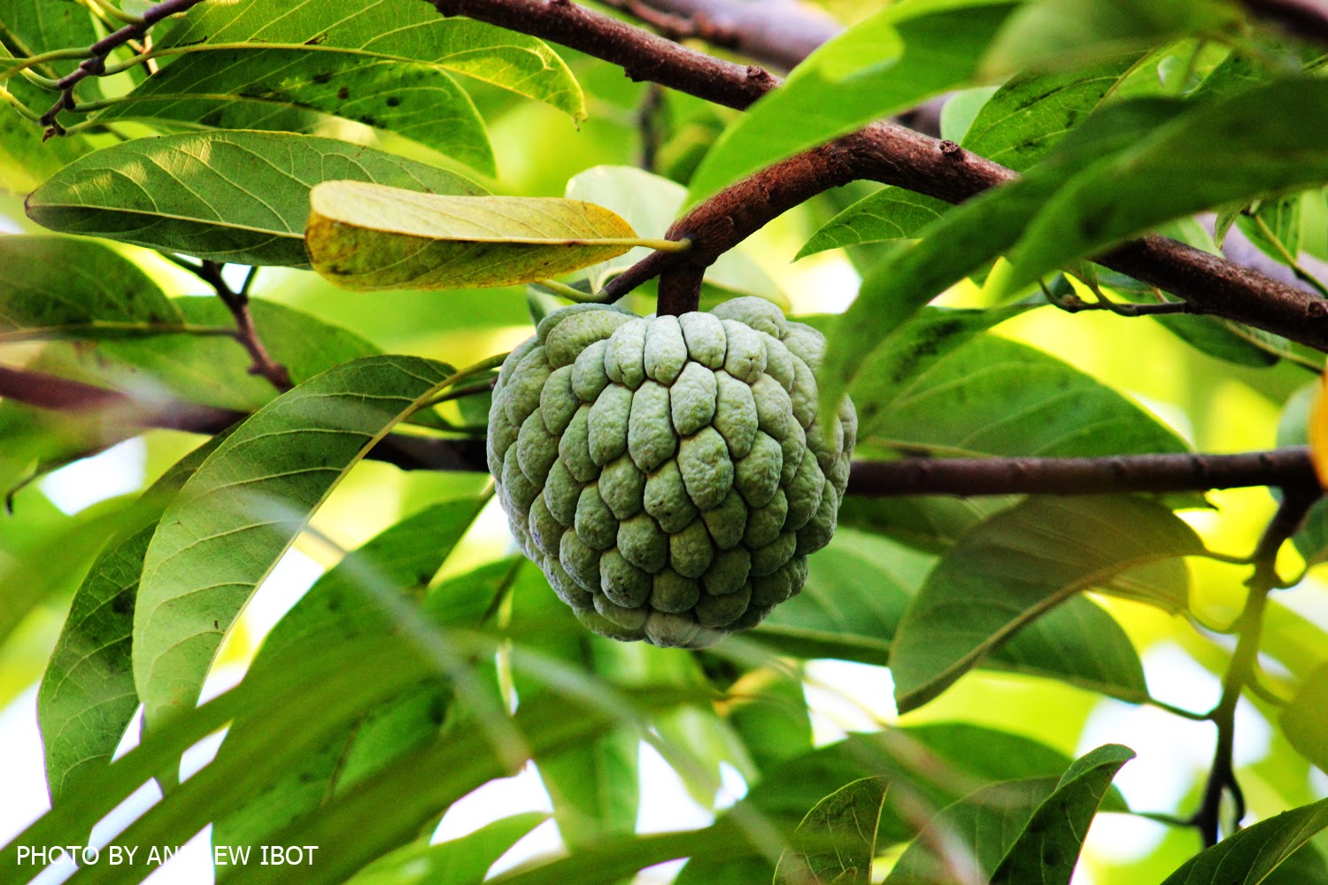 Ako si ANDREW IBOT!: Atis (Sugar apple, Sweet sop)