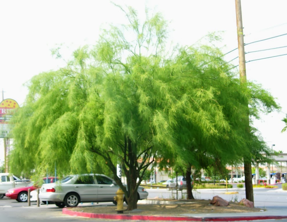 Xtremehorticulture of the Desert: Mesquite Bushes Can Be Trained to a Tree