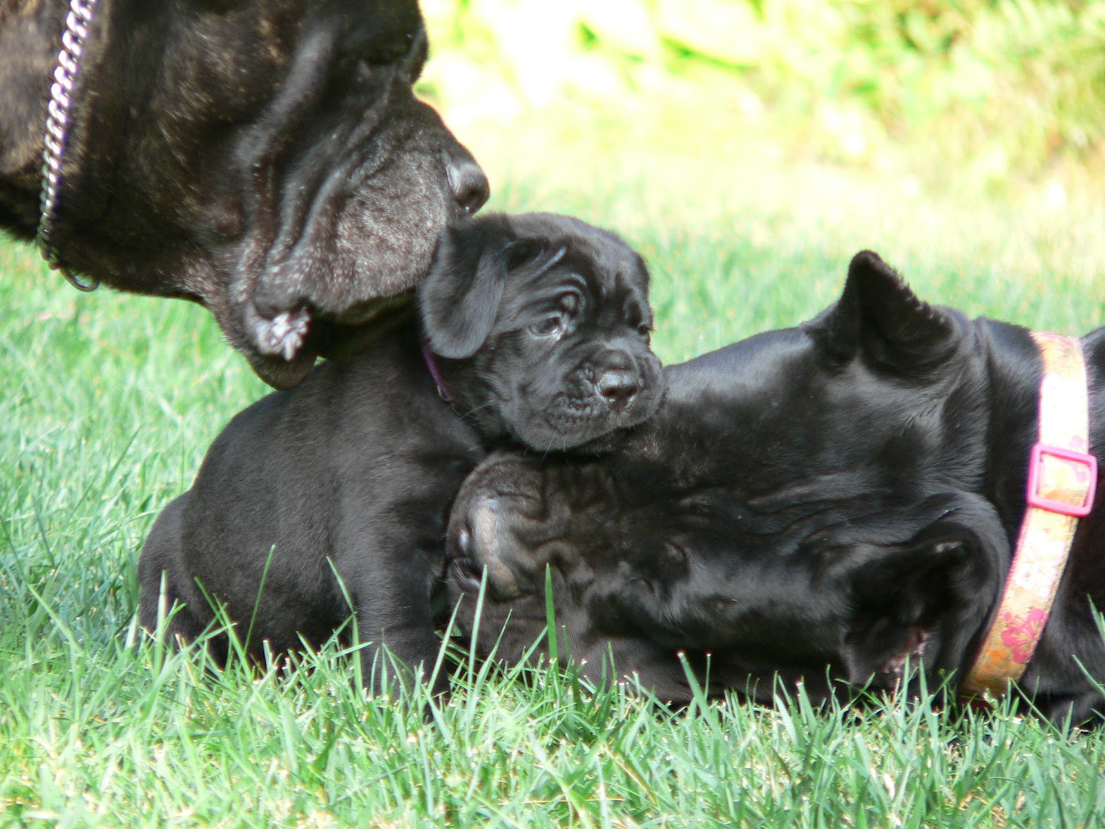 Black Pearl Cane Corso News: Puppies are 5 weeks old and like to play ...