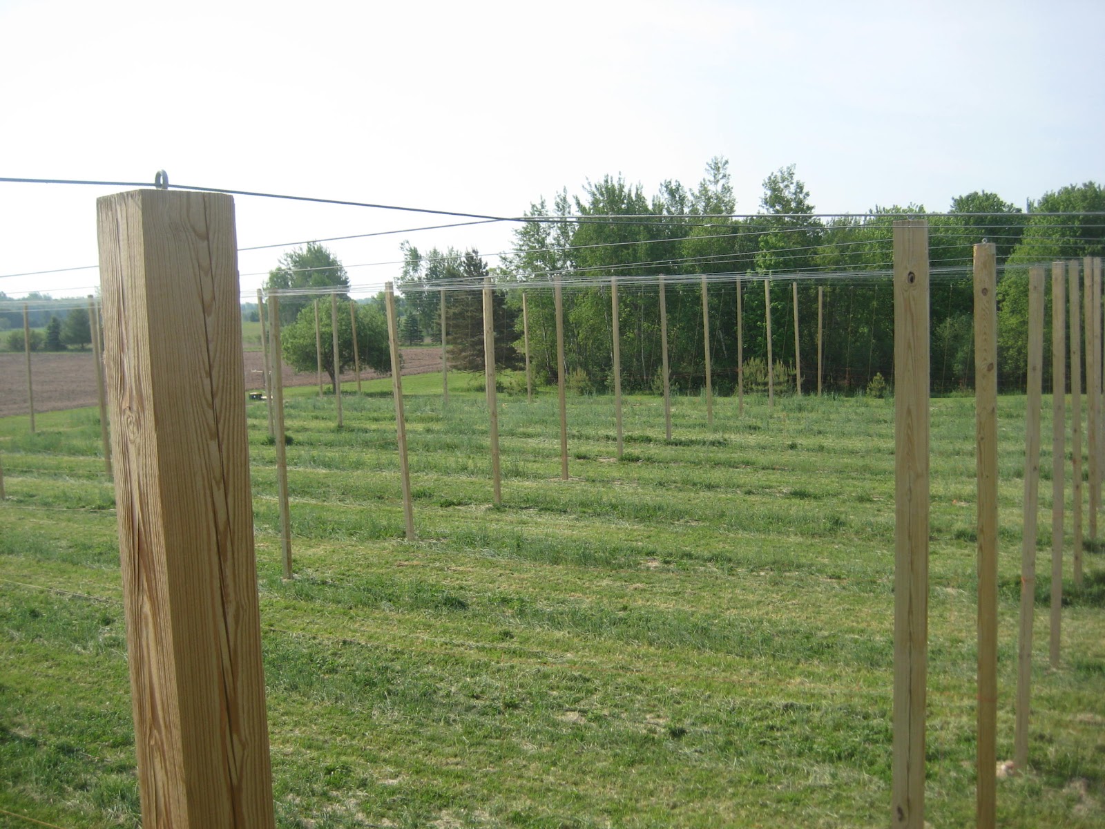 Michigan Hops Farm: Stringing the Hops