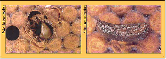 CRIAÇÃO DE ANIMAIS: Doenças e Inimigos das Abelhas