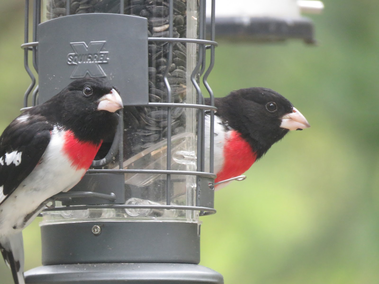 Viewing nature with Eileen: Saturday's Critters #283