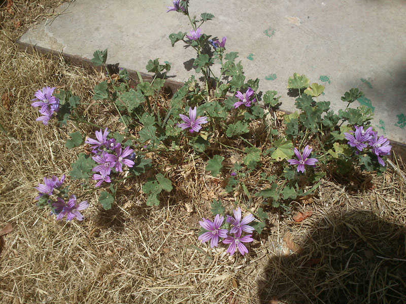 Badia Verde: Malva (Malva silvestris)