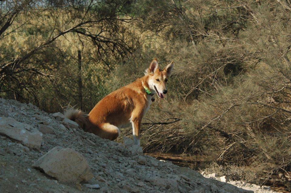 Wild born Canaan dogs of Saudi Arabia: Update on the genetic study of ...