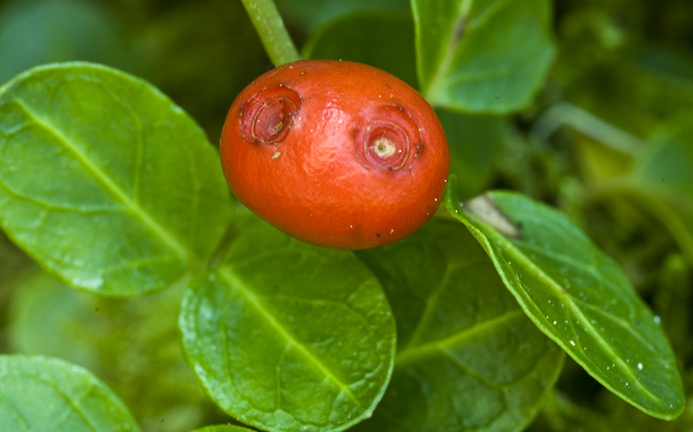 The 3 Foragers: Foraging for Wild, Natural, Organic Food: Partridge ...
