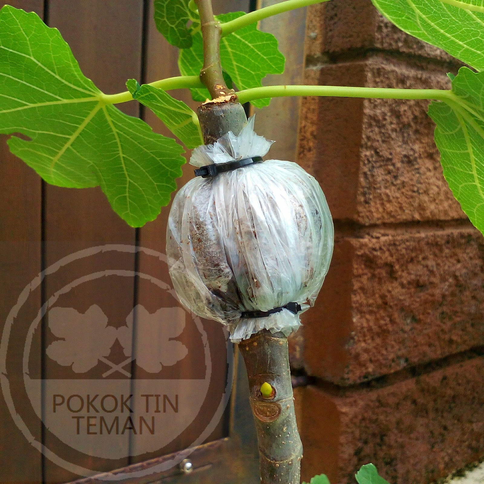 Pokok Tin Teman: Tut #04 : Menggunakan Root Booster dan Media Tut Readymade