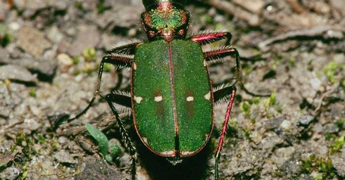 Besouro-tigre, o inseto mais rápido e feroz do mundo