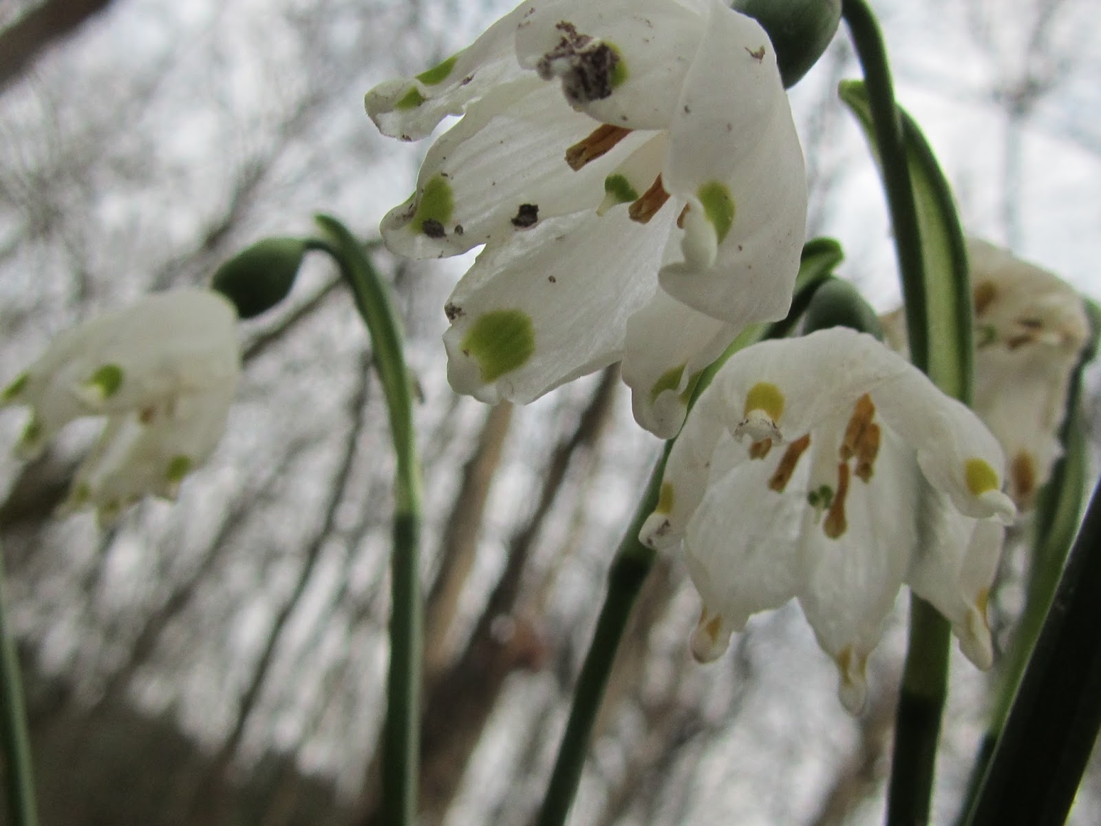 I Bucaneve (Galanthus nivalis) ed i Falsi Bucaneve (Leucojum vernum ...