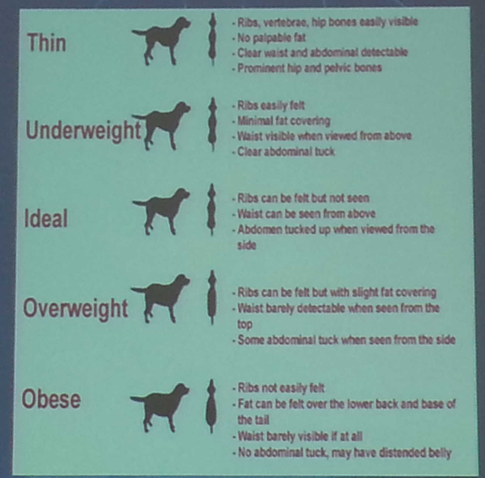 Fit Pets and People - Pet Talk