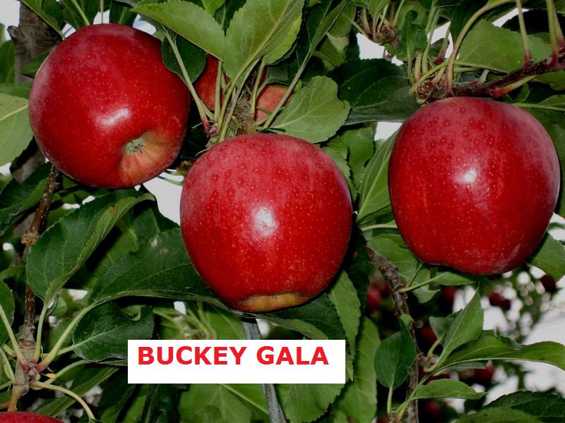 BODUR MEYVE YETİŞTİRME TEKNİKLERİ: gala elma