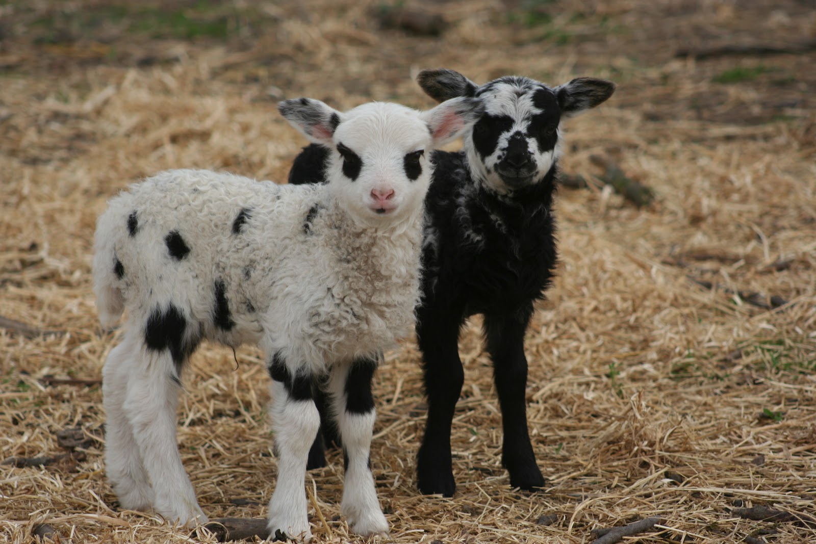 Mapleton Farm Sales List: Sheep for Sale