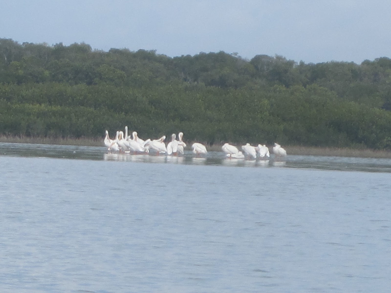 Dave's Yak Tales: Fort De Soto, Shell Key