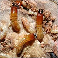 TERMITE / RAYAP ~ BlueSolution