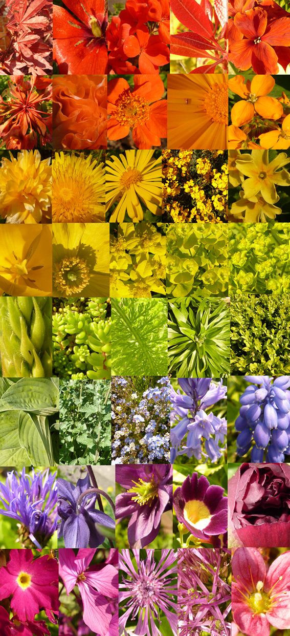 Hello Sugar Cane: Garden Rainbow