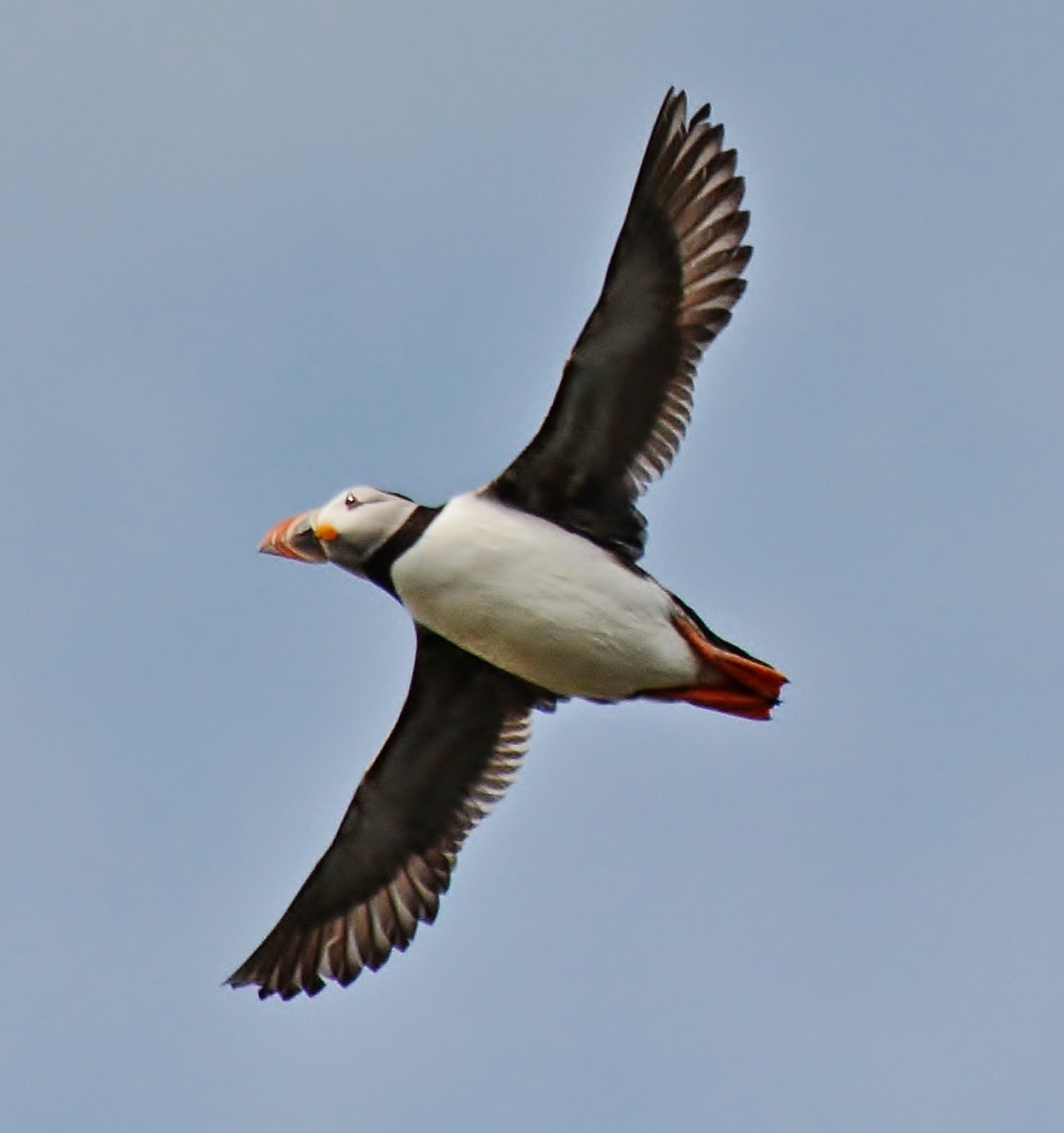 native2sussexbirding: PUFFIN's & Razorbill's