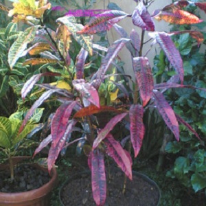 PURING (Codiaeum variegatum) - GANESHA FLORA