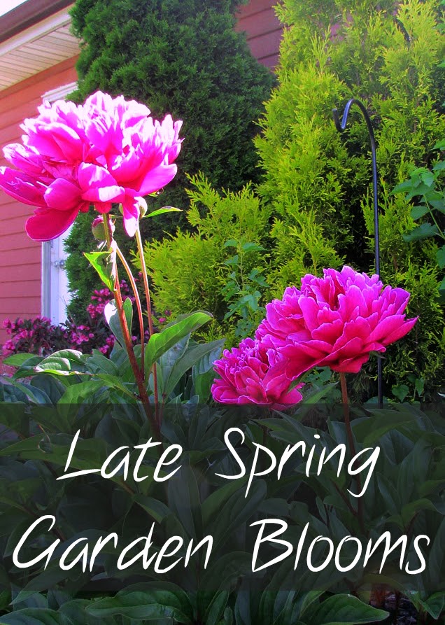 Late Spring Garden Flowers | Rustic & Refined