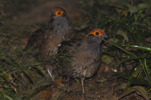 AVES DO BRASIL EM HAIKAI: Uru