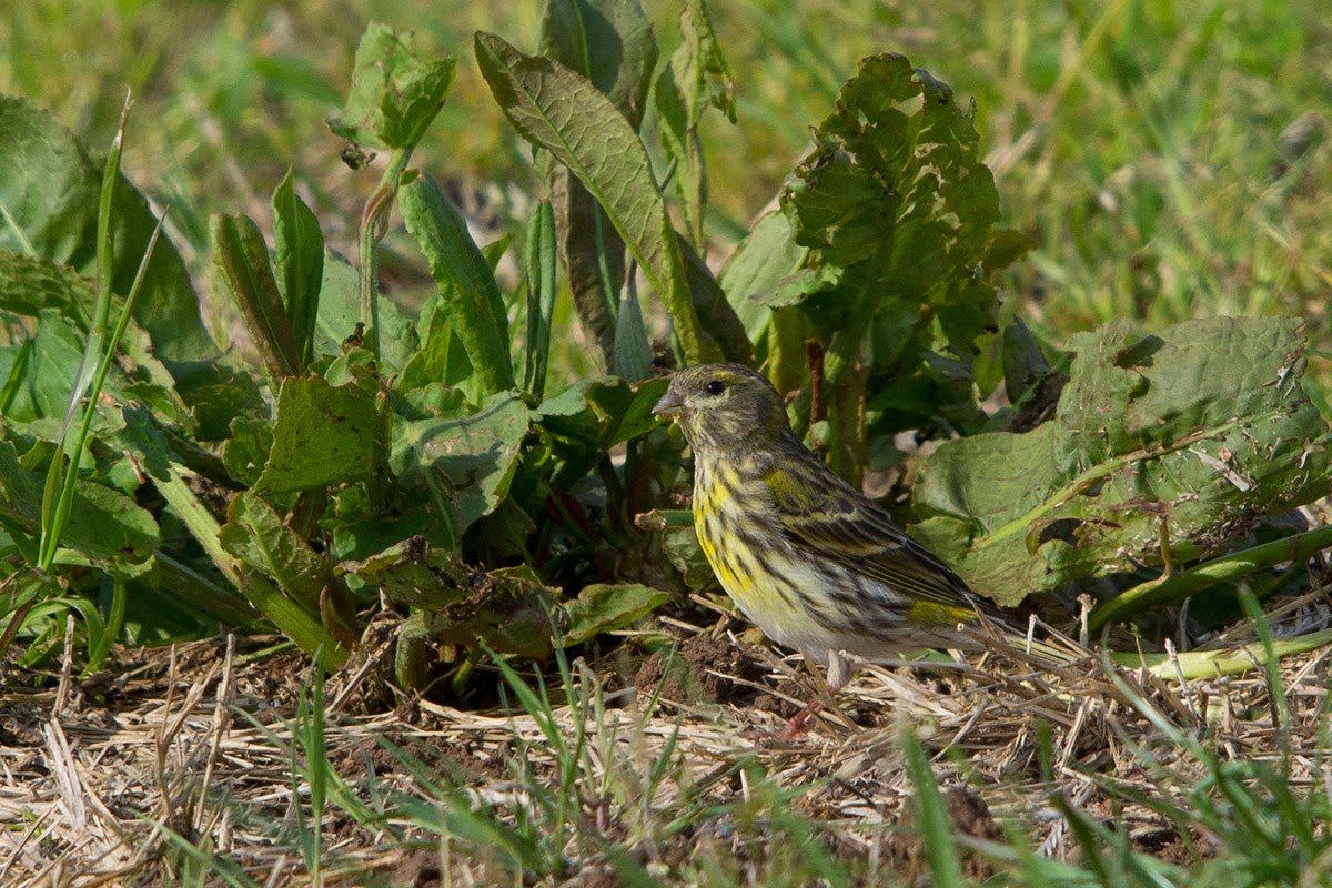 Yorkshire Field Herping and Wildlife Photography: Cyprus 2014 Lizards ...