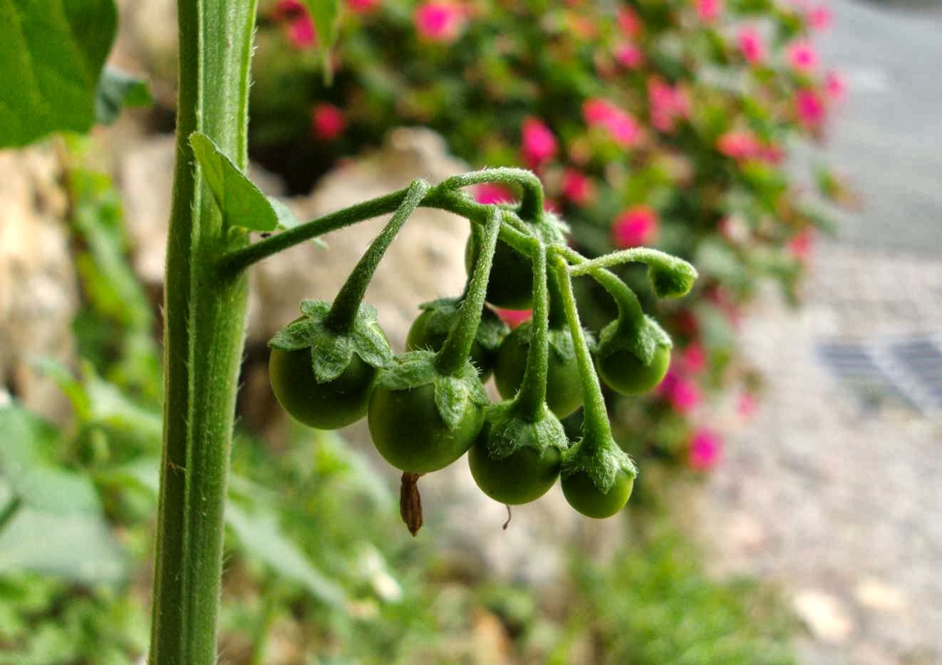 Unis Vers Nature: La tomate sauvage de nos campagnes - La Morelle Noire