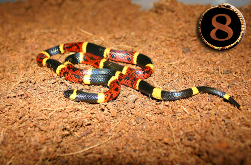 Cei mai dintre cei: Cei mai veninosi serpi din lume