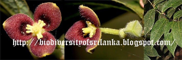 Biodiversity of Sri Lanka: තපසර බුලත්[Tapasara Bulath] (Thottea siliquosa)