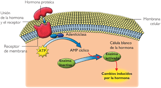 Sistema Endocrino: Hormonas hidrosolubles concepto, tipos y funciones