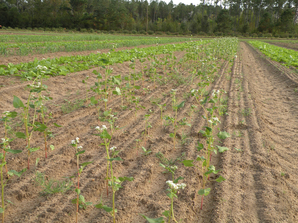 Temperate Climate Permaculture Trap Plants And Trap Crops