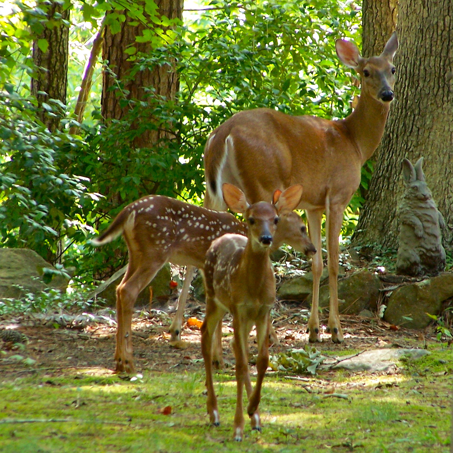 Green Place: Deer and Fawns