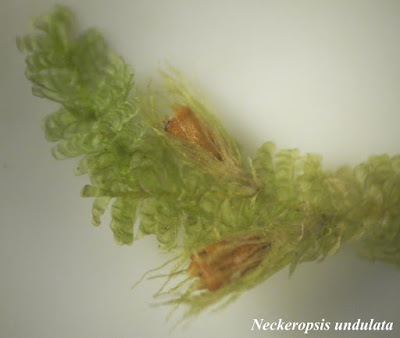 Botany Professor: Mosses of Central Florida 38. The genus Neckeropsis