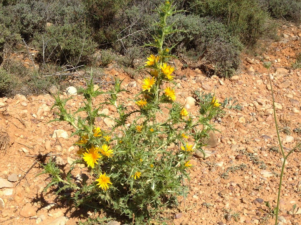 Maldito Roeor: Al borde del camino
