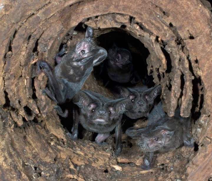 Animals and Kids World: Bat Is A Heraldic Symbol Of Spain