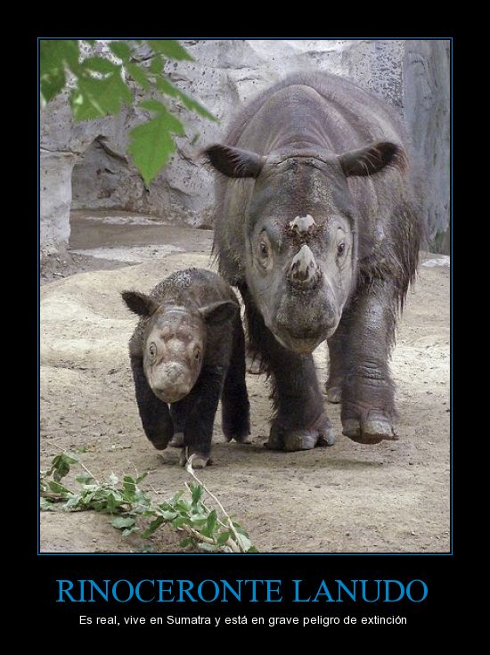 Camino a la autosuficiencia: Rinoceronte lanudo