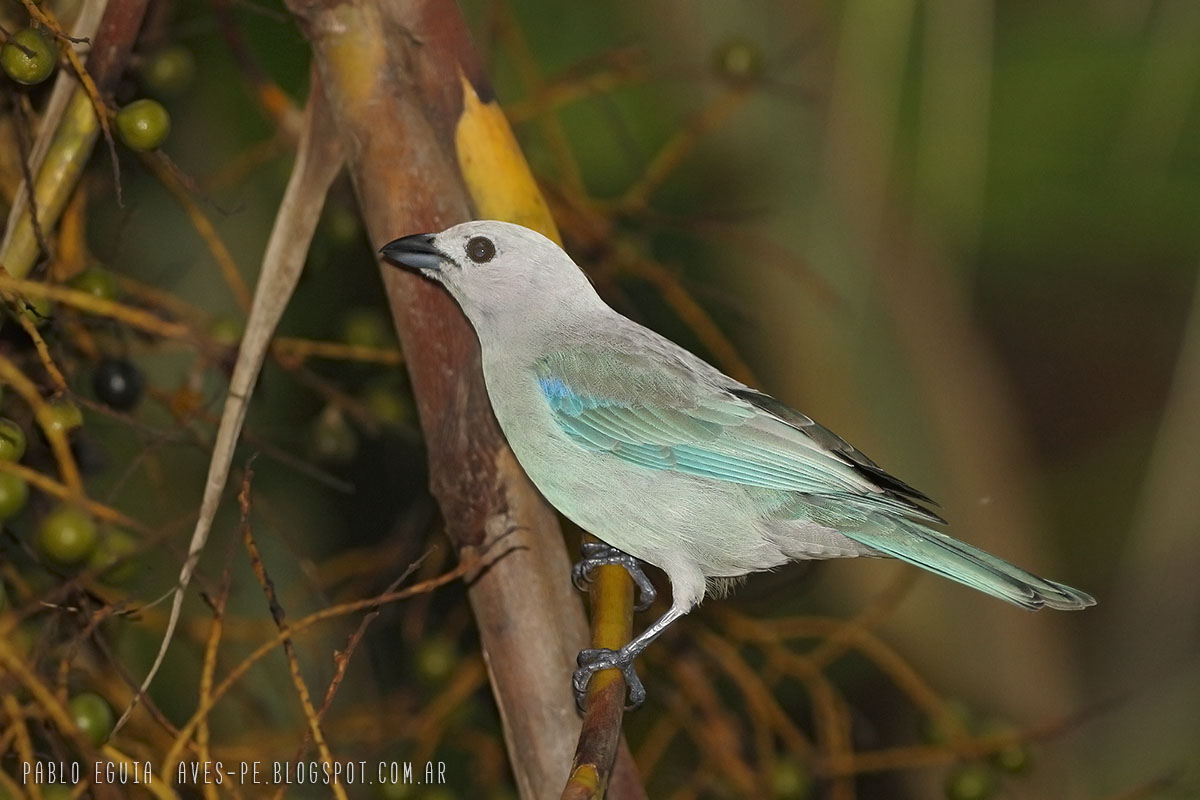mis fotos de aves: Tangara episcopus Tangara Azuleja Blue-gray Tanager