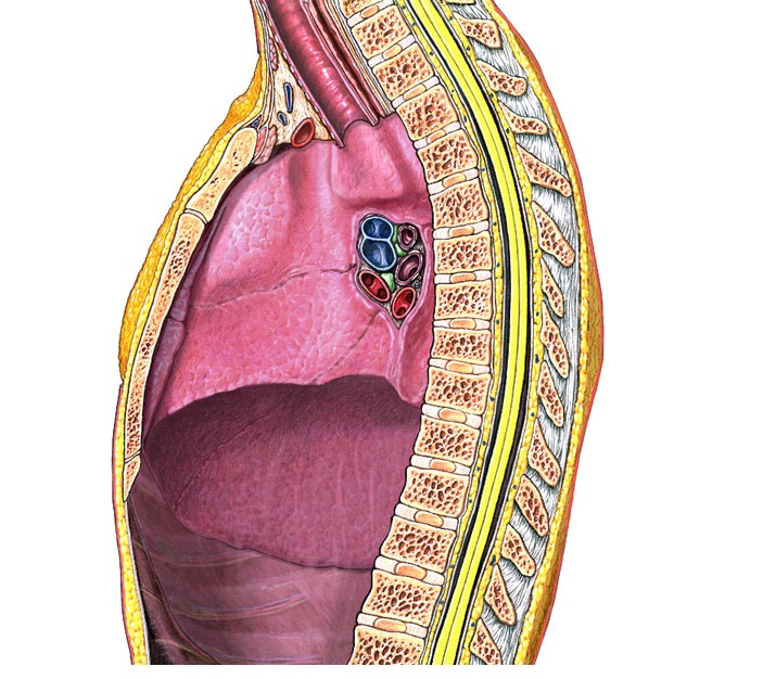 Anthró̱pina Systi̱máto̱n tou Só̱matos: Respiratorio practica 1