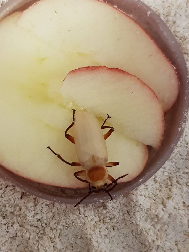 Chick-a-Doodles or J&D Farm: Superworm Farm