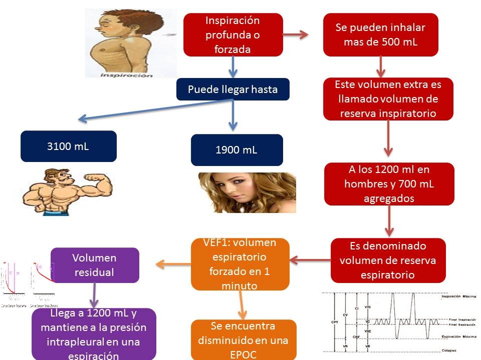 El Blog de Fisiologia de Israel Aramburo Lucas: Volumen pulmonar 2: en ...