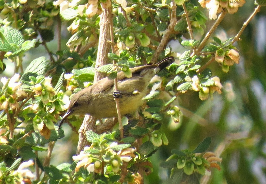 Birding for a Lark: Raydah escarpment