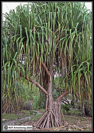 Diversity of roots and their functions: Grade 8 - root system