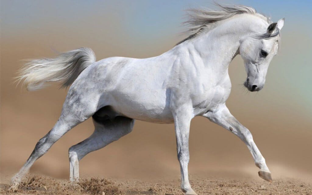 Arabian Horse Breed Information And Pictures Amazing Pets For You arabian-horse-breed-information-and-pictures-amazing-pets-for-you