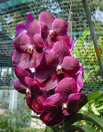 Koleksi Tanaman Hias: Anggrek Vanda (Vanda Tessellata)