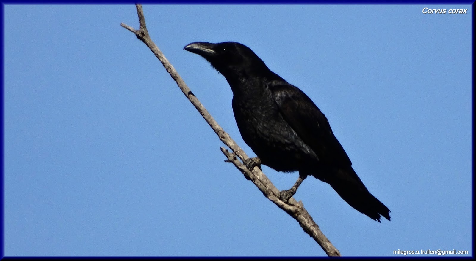 Vida en Corona de los Cuervos: Los cuervos de “Corona de los Cuervos ...
